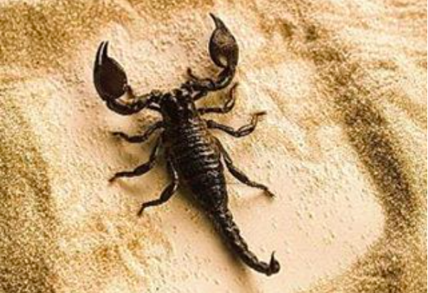 A Parable on Perception (Taken from Jordan Peterson’s ‘Maps of Meaning ...